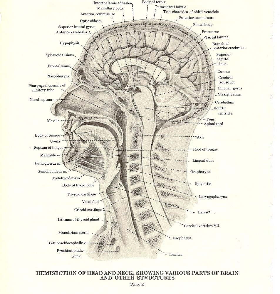 Hemisection of Head and Neck | Medical illustration, Head and neck, Spines